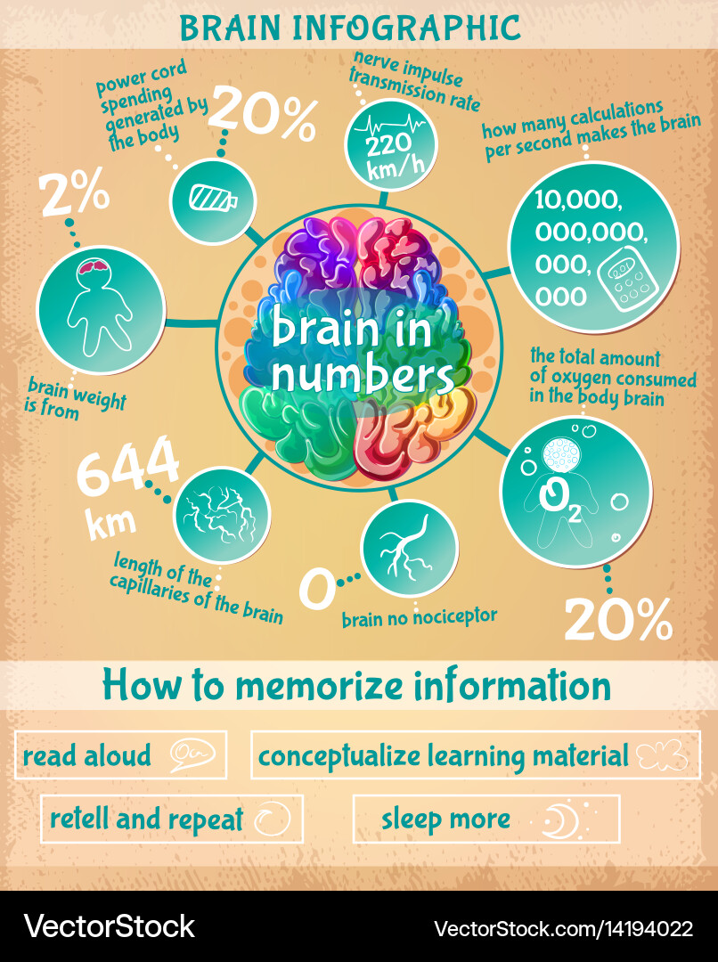Cartoon human brain infographic concept Royalty Free Vector