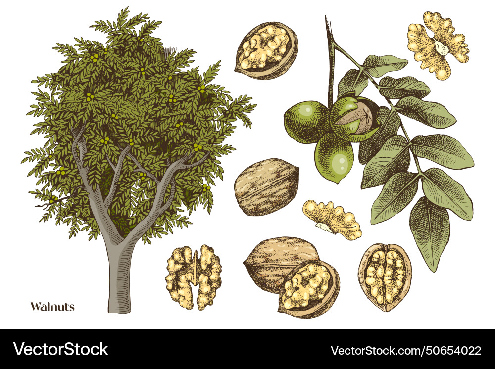 Hand drawn walnuts set Royalty Free Vector Image