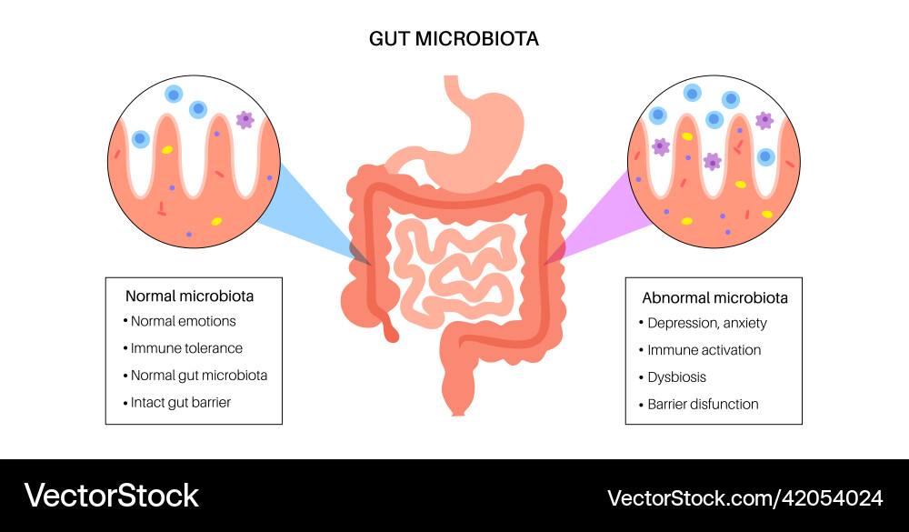 Human gut microbiota Royalty Free Vector Image
