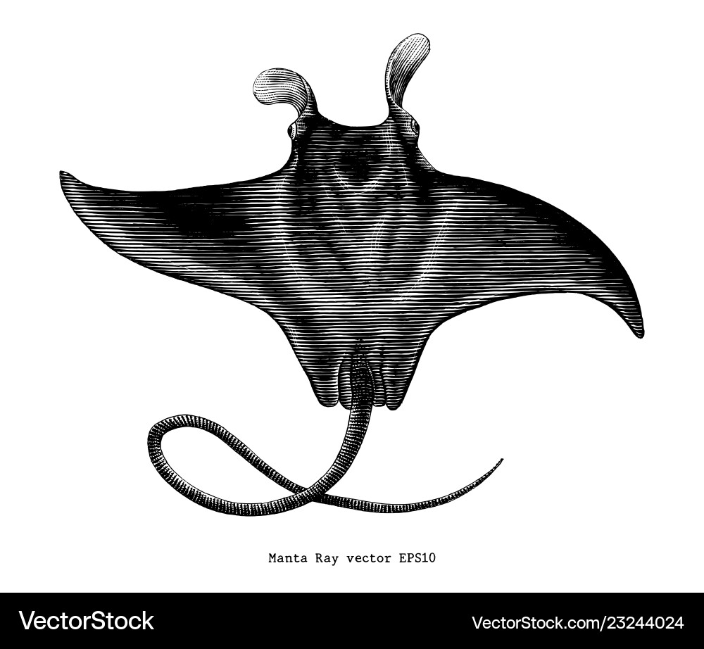 Vintage Manta Ray Clip Art Royalty Free Vector Image