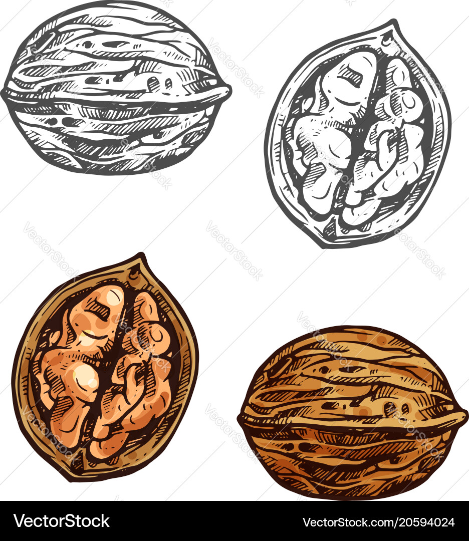 Walnut sketch of whole nut nutshell and kernel Vector Image
