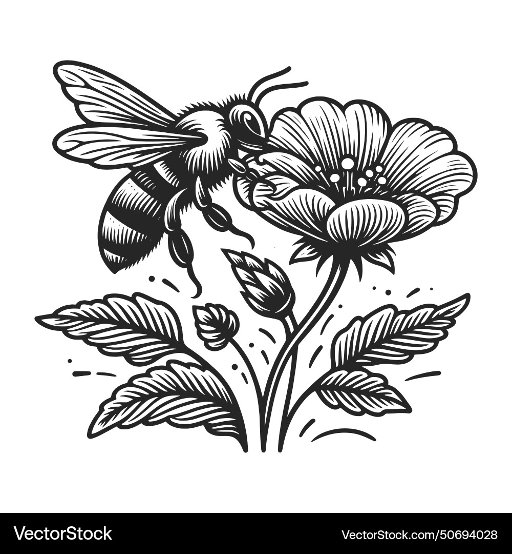 Bee pollinating flower sketch Royalty Free Vector Image