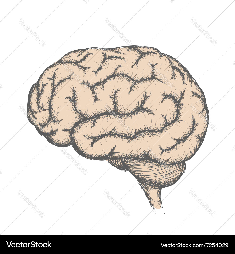 Human brain stock Royalty Free Vector Image - VectorStock