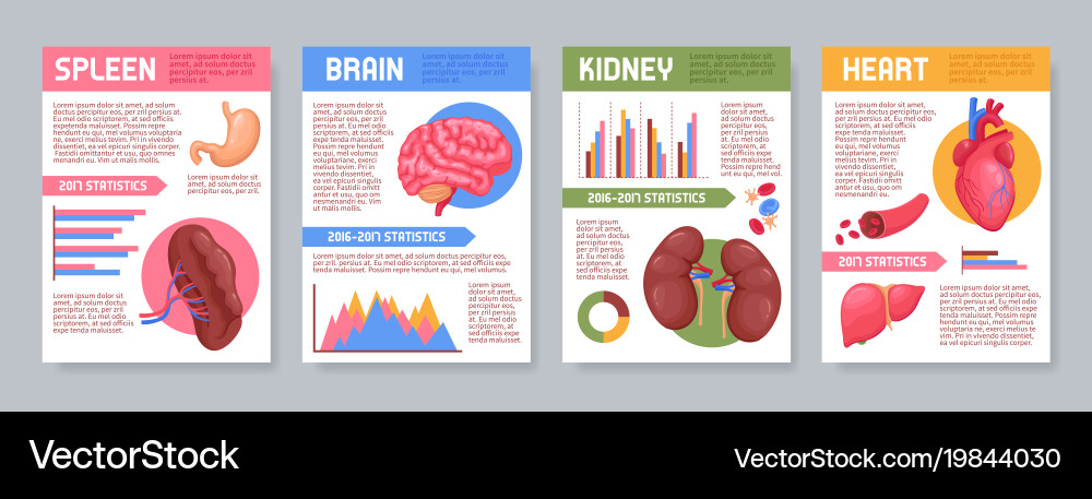 Human internal organs posters set Royalty Free Vector Image
