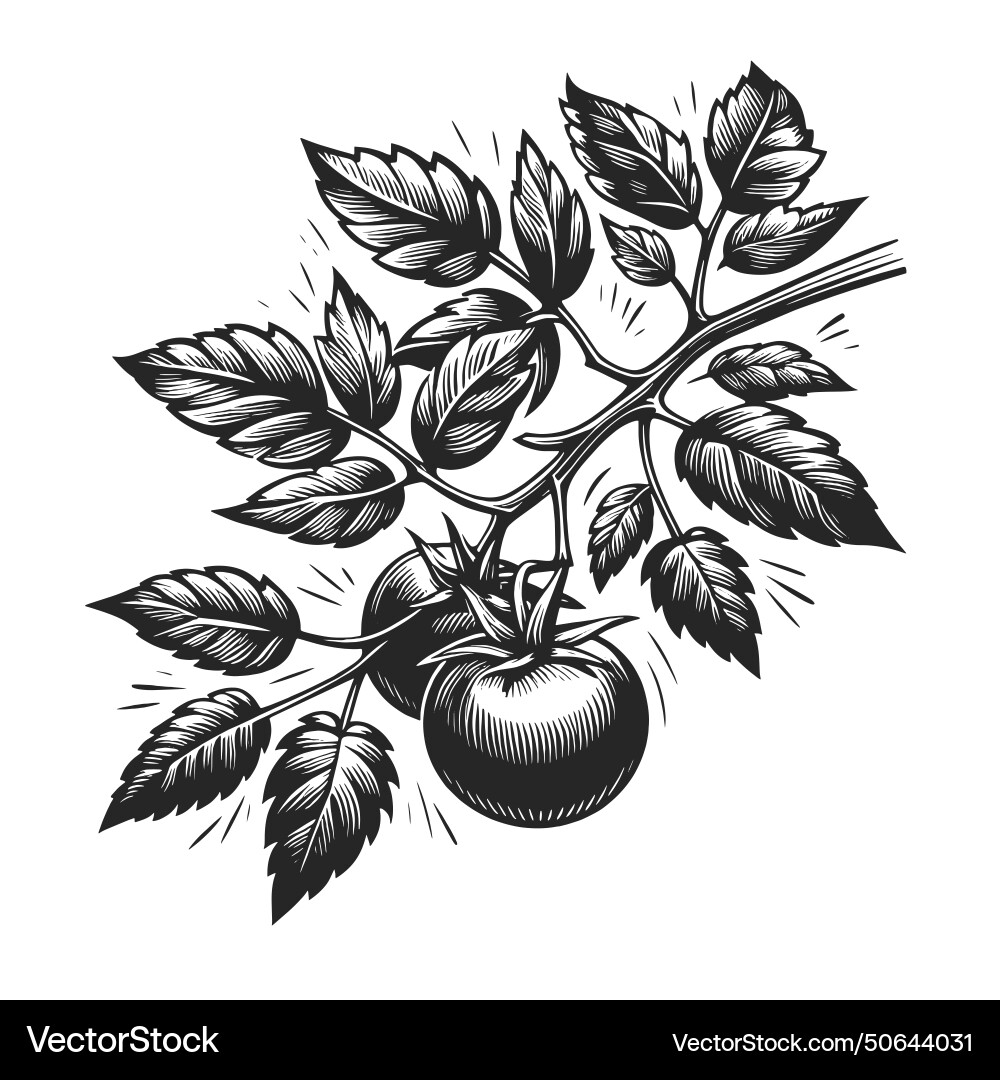 Tomato Plant Clipart Black And White Potted Tomato Plant Images