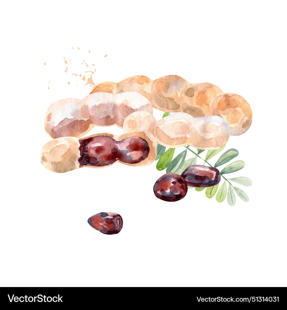 Watercolor tamarind Royalty Free Vector Image - VectorStock