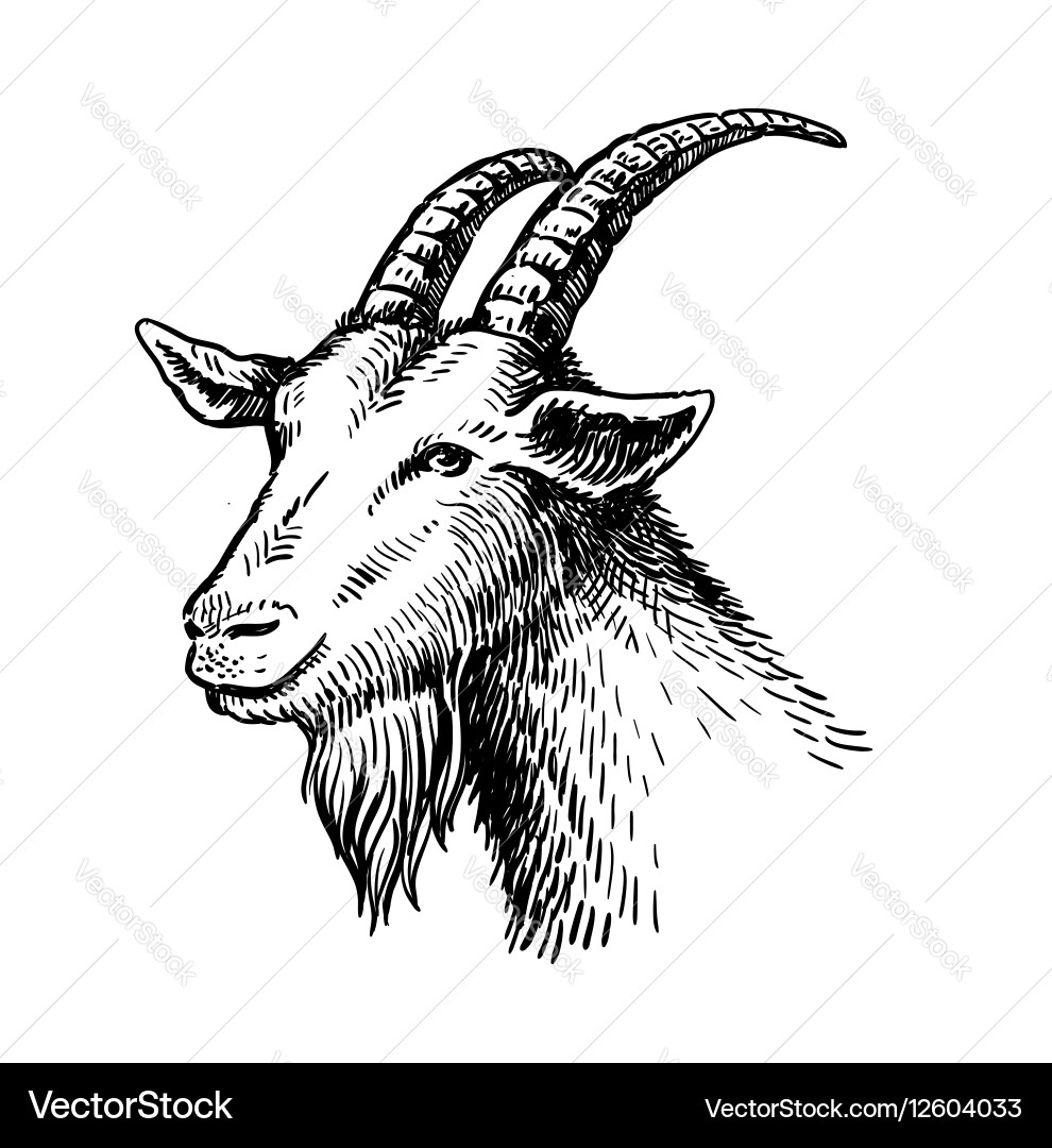 Goat Head Portrait Royalty Free Vector Image - VectorStock