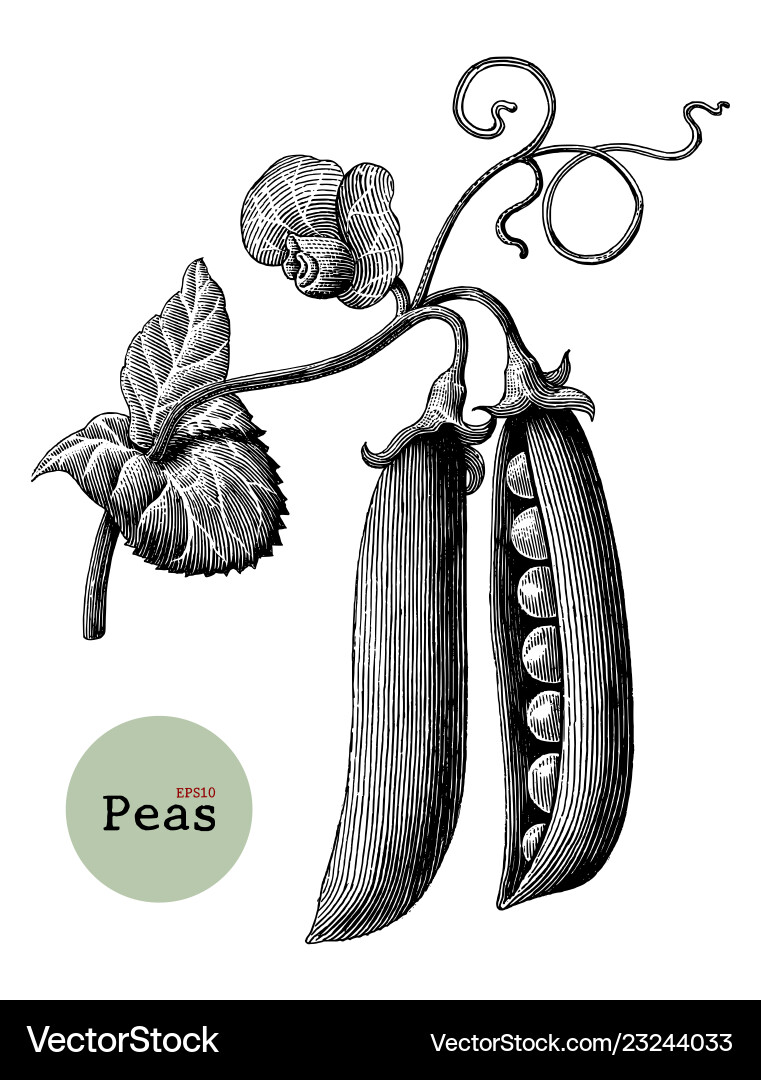 Peas Line Drawing Vector Images (over 1,100)