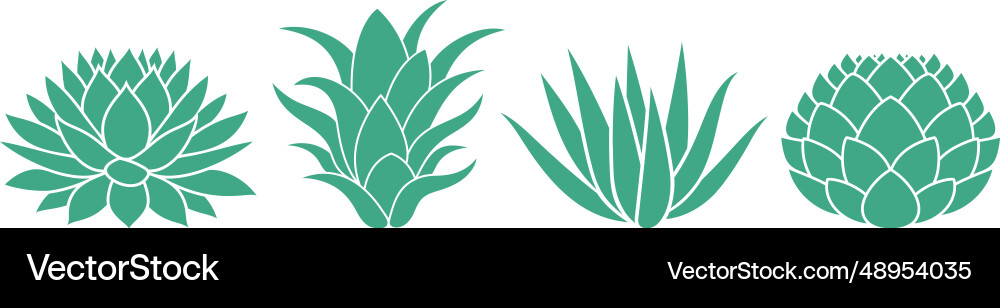 Agave Royalty Free Vector Image - VectorStock