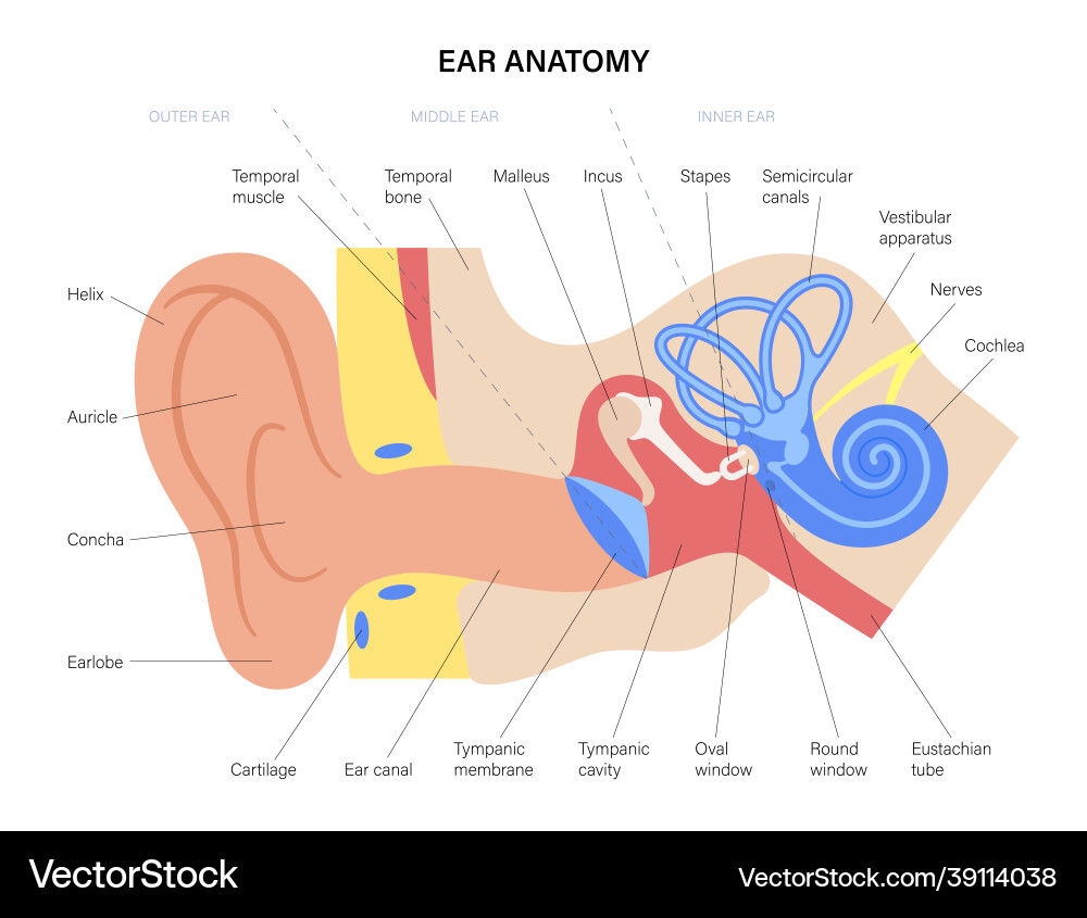 Human Ear Anatomy Diagram Royalty Free Vector Image
