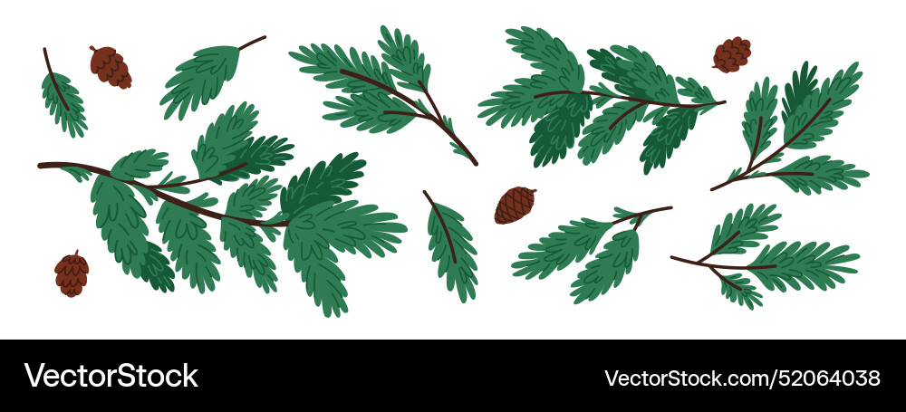 Pine branches spruce sprigs with fir cones Vector Image