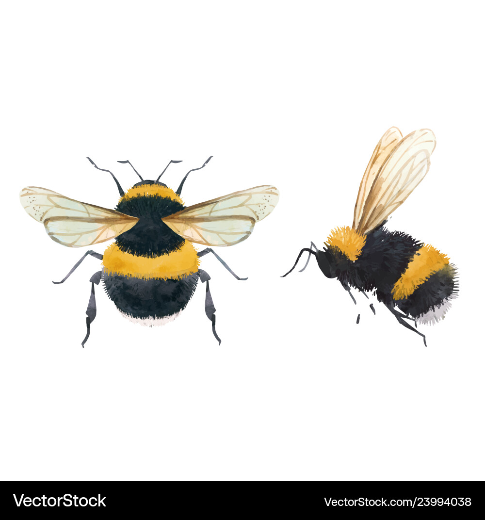 Watercolor bumblebee Royalty Free Vector Image
