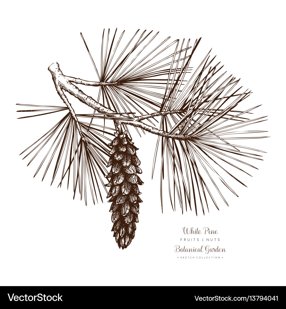 White Pine Botanical Sketch Royalty Free Vector Image
