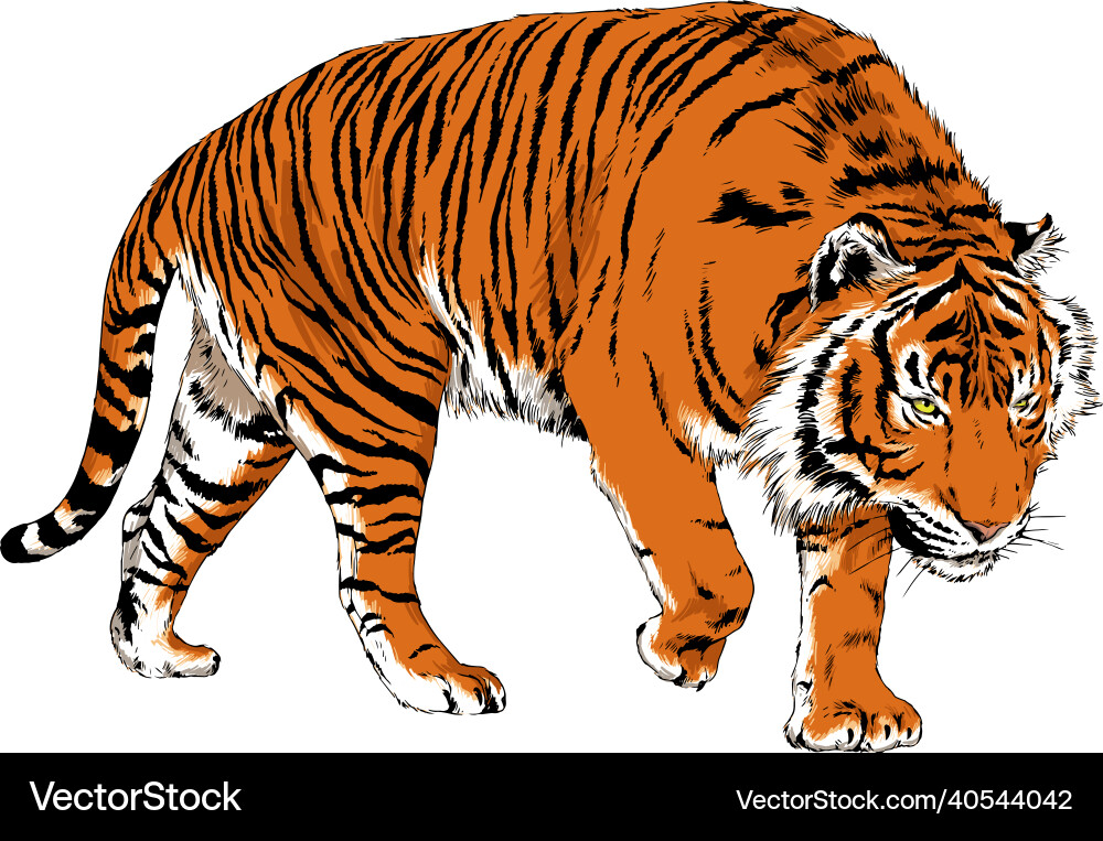 Tiger drawn with ink from the hands Royalty Free Vector
