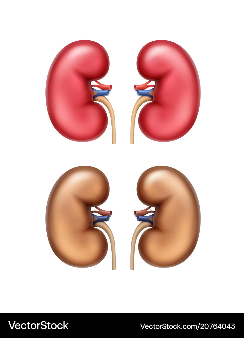 Human kidney anatomy Royalty Free Vector Image