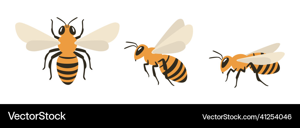 Honey bee set Royalty Free Vector Image - VectorStock