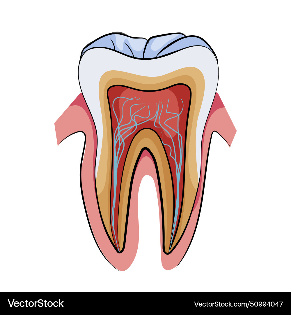 Cross-section of a human tooth showing its Vector Image