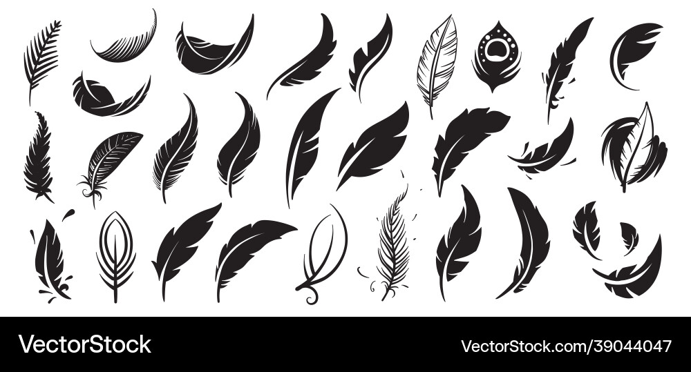 Elegant Bird Feather Collection Royalty Free Vector Image