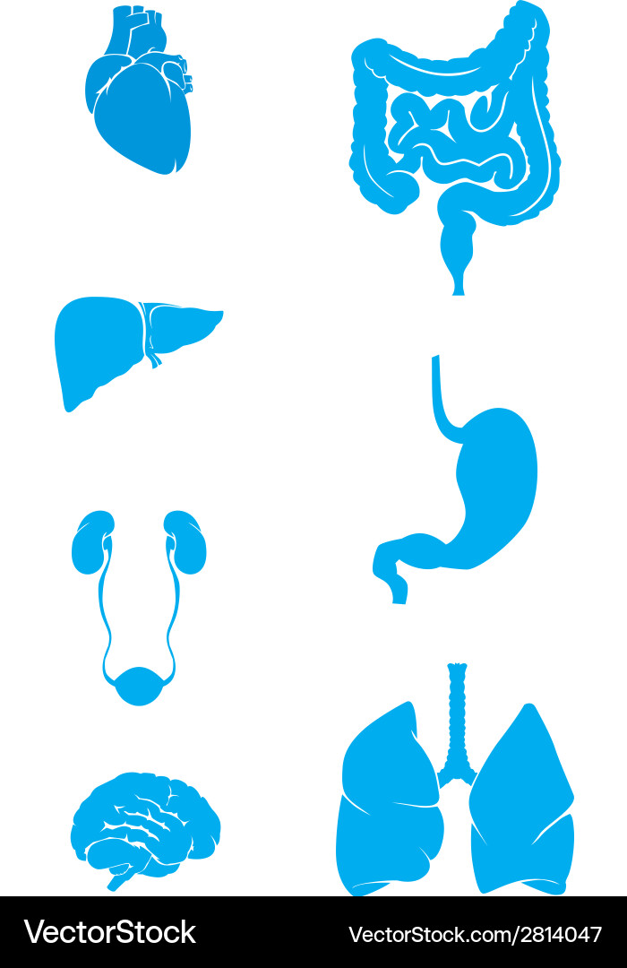 Internal organs set Royalty Free Vector Image - VectorStock