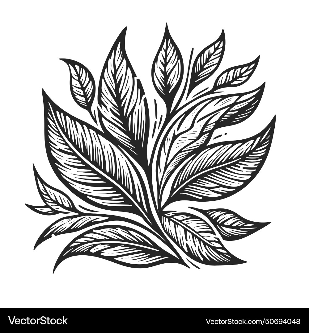 Tea branch engraving line art Royalty Free Vector Image