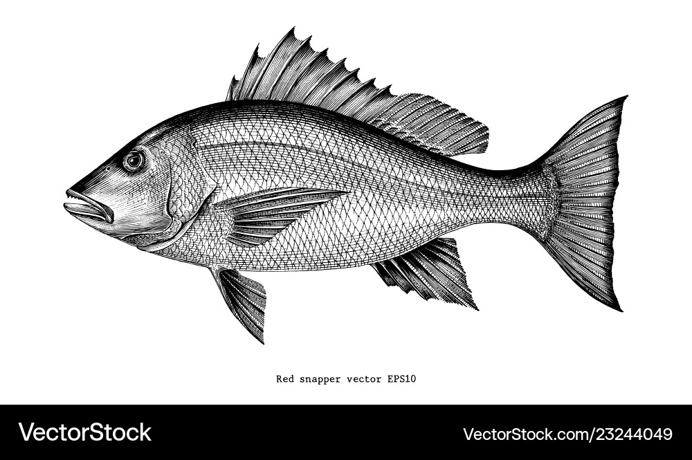 Red snapper hand drawing vintage engraving Vector Image