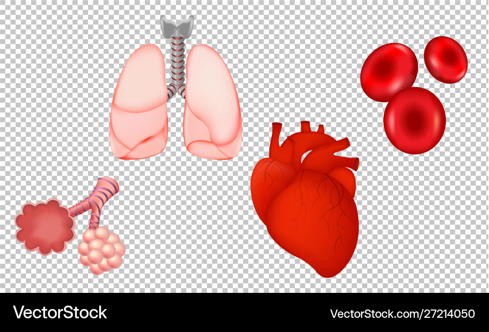 Human organs isolated transparent background Vector Image
