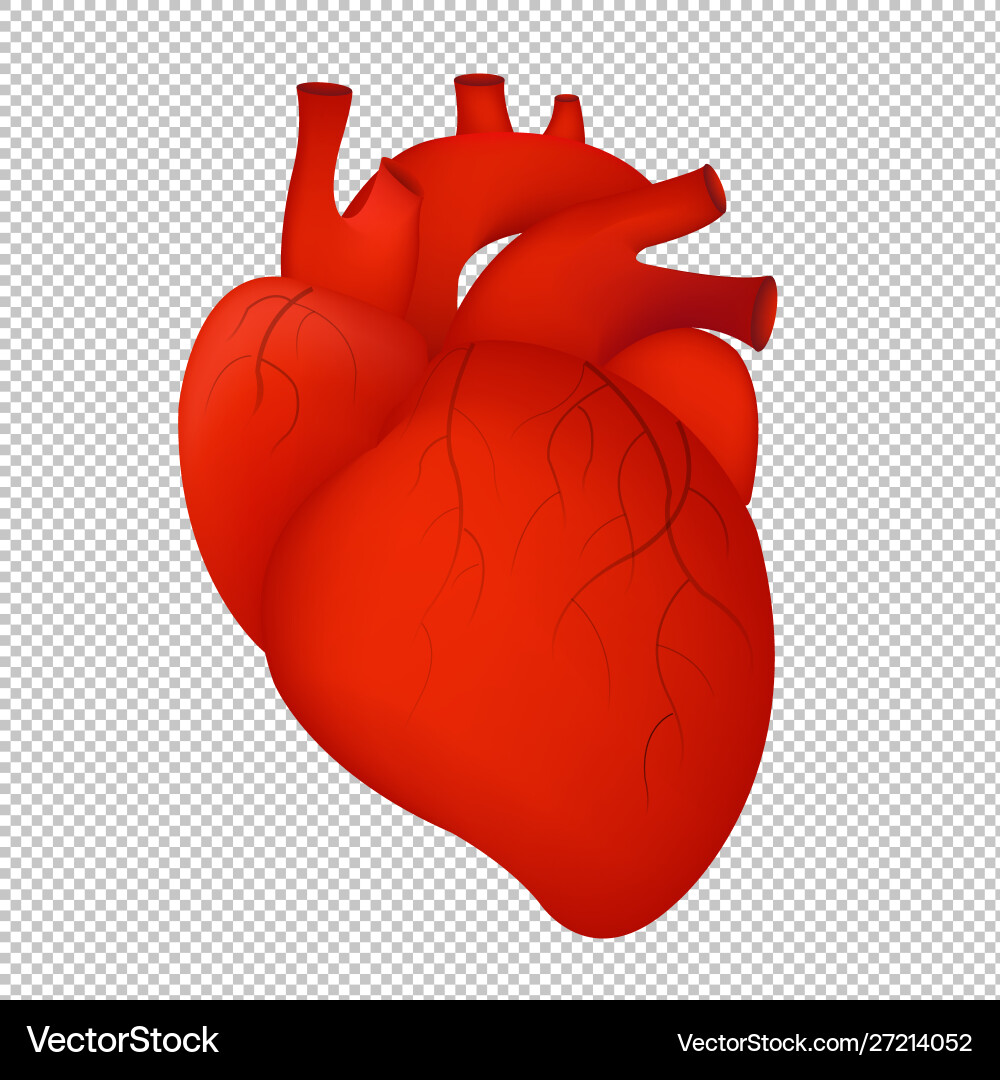 Human Heart Transparent Background