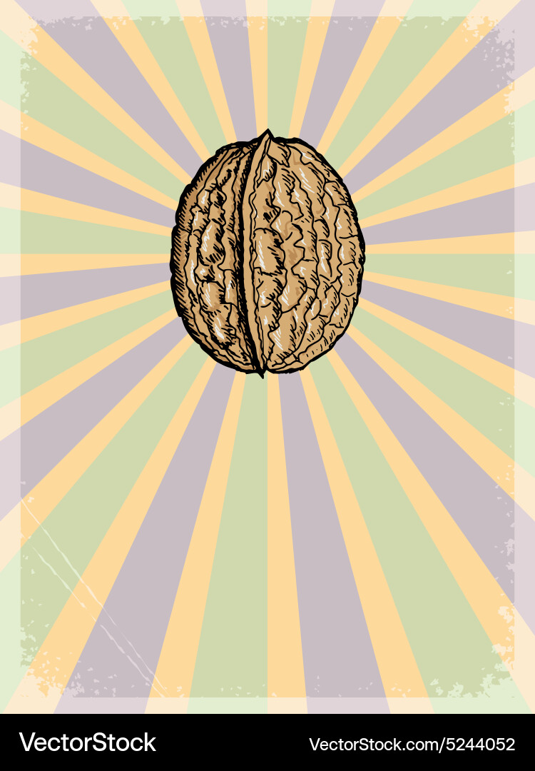 Walnut Royalty Free Vector Image - VectorStock