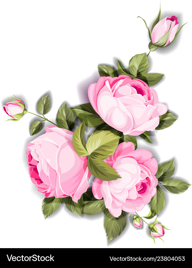 Blooming rose Royalty Free Vector Image - VectorStock