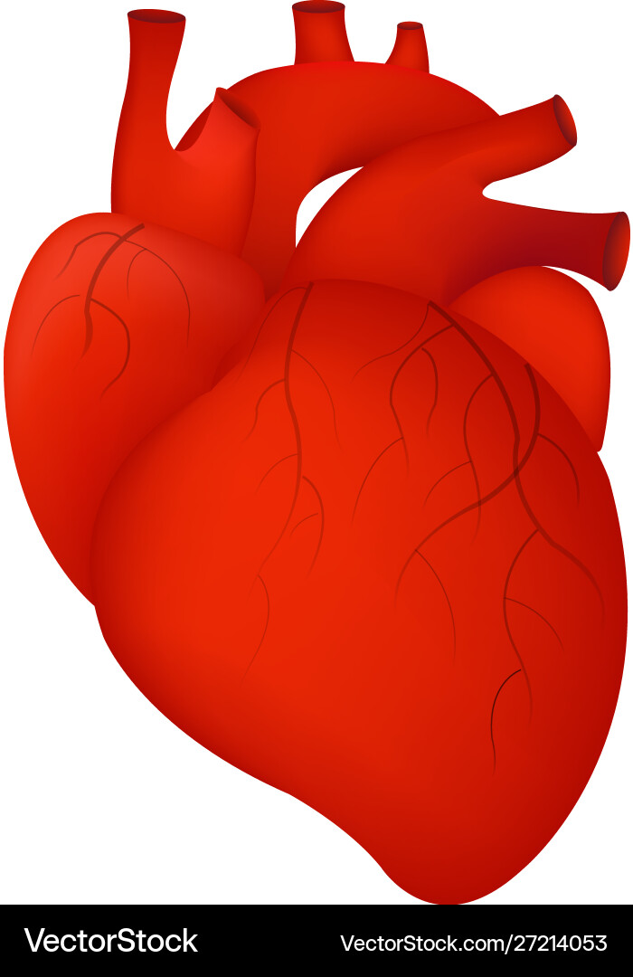 Human red heart isolated white background Vector Image