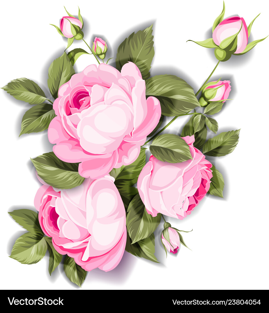 Blooming rose Royalty Free Vector Image - VectorStock