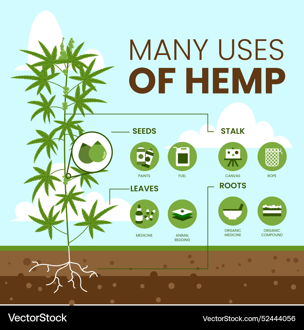 Use of hemp infographic Royalty Free Vector Image