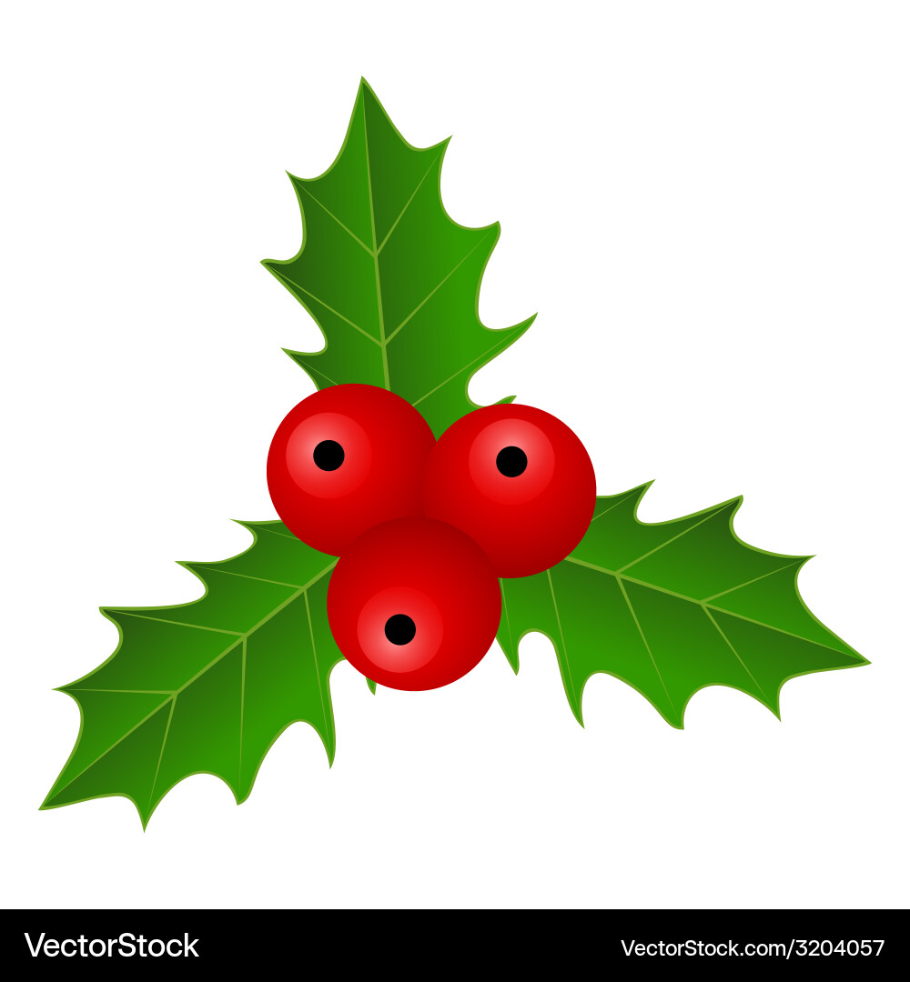 Christmas holly Royalty Free Vector Image - VectorStock