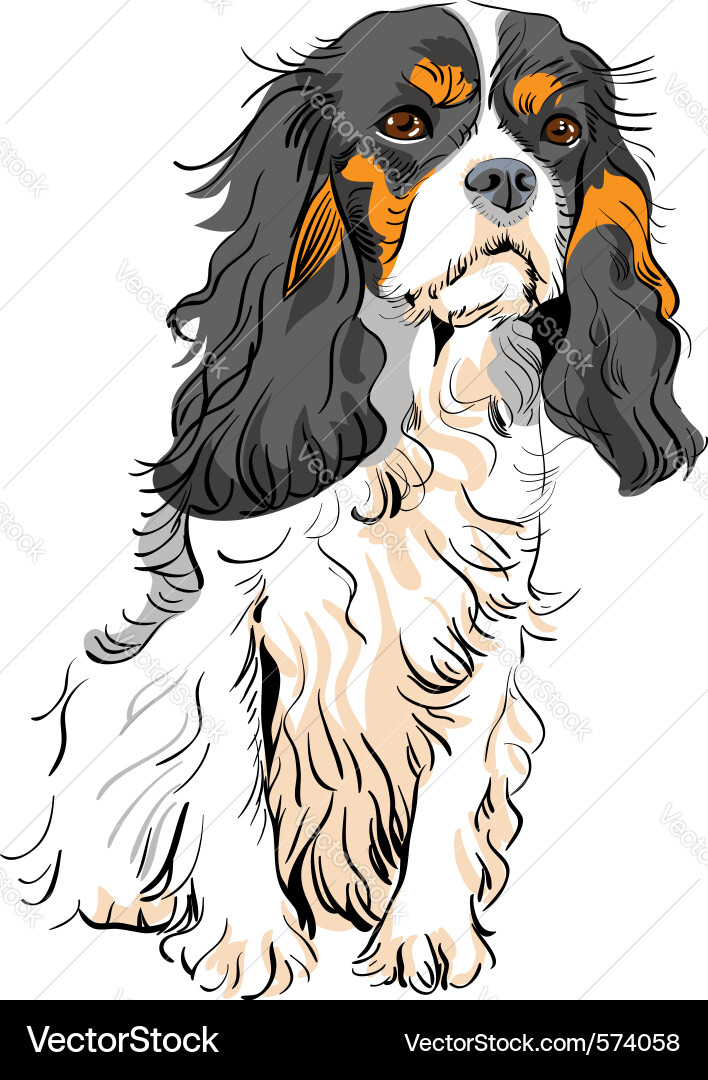 Cavalier King Charles Spaniel Portrait Royalty Free Vector