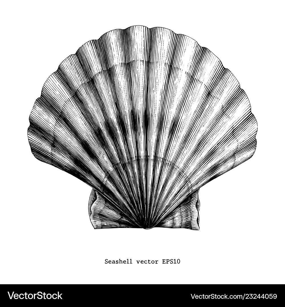 Vintage Seashell Clip Art Royalty Free Vector Image