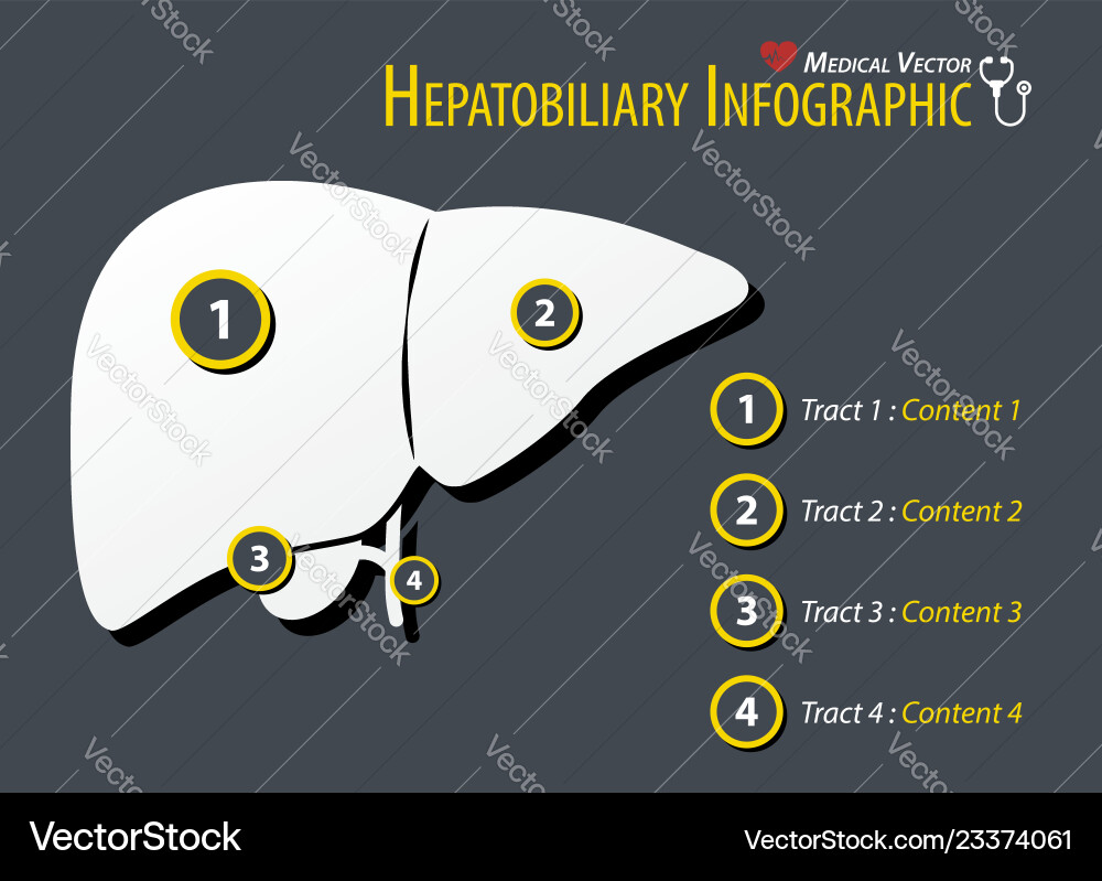Hepatobiliary Anatomy Infographic Royalty Free Vector Image