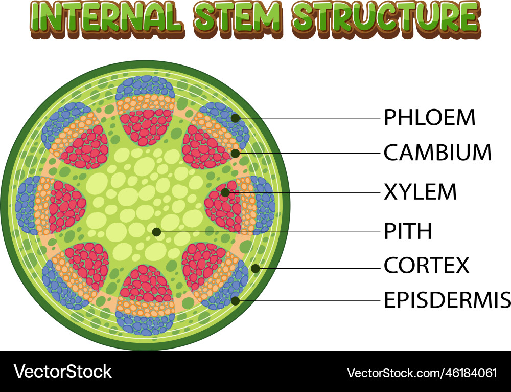 Internal structure of stem diagram Royalty Free Vector Image