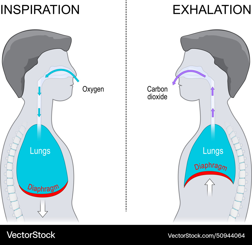 Breathing exhalation and inspiration side view Vector Image