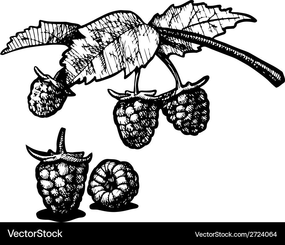 Raspberry Royalty Free Vector Image - VectorStock