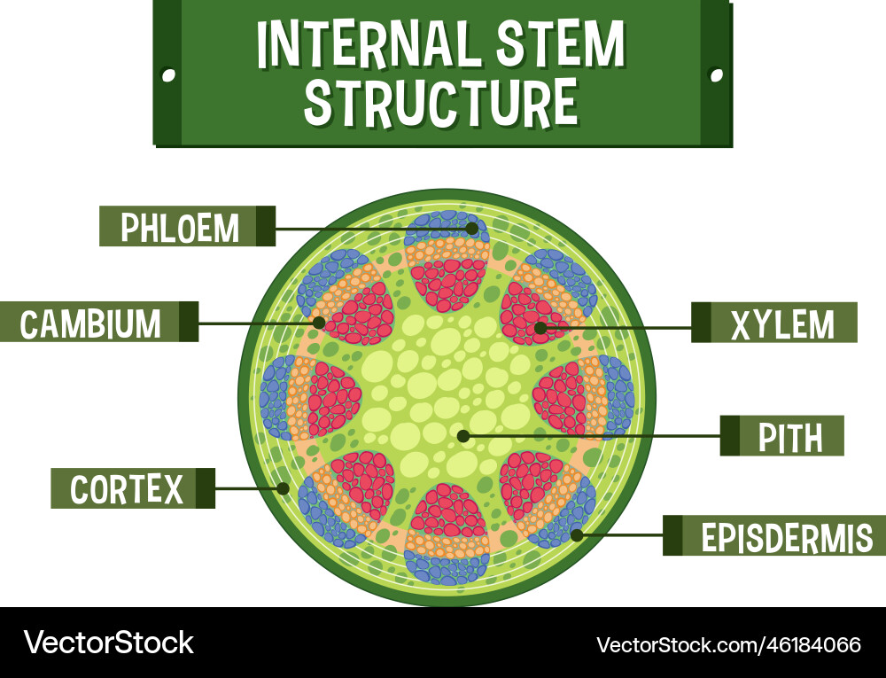 Internal structure of stem diagram Royalty Free Vector Image