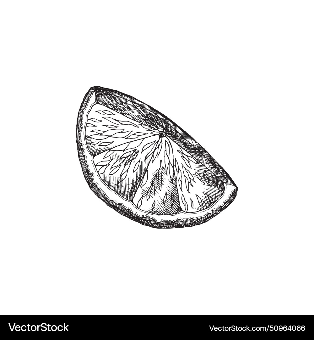 Lemon wedge sketch Royalty Free Vector Image - VectorStock