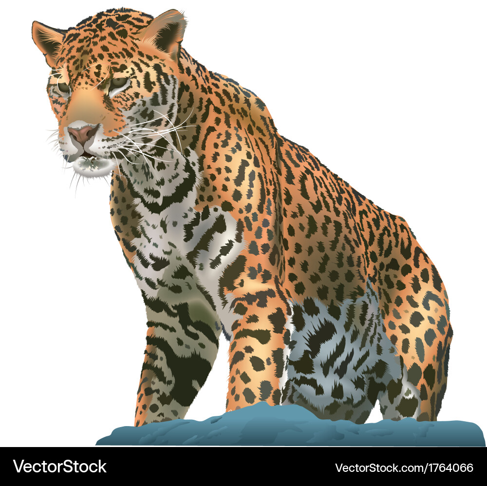 Leopard Royalty Free Vector Image - VectorStock