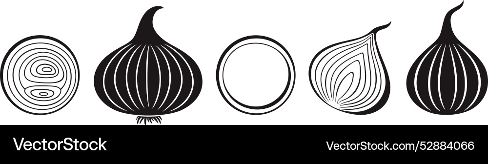 Onion Royalty Free Vector Image - VectorStock