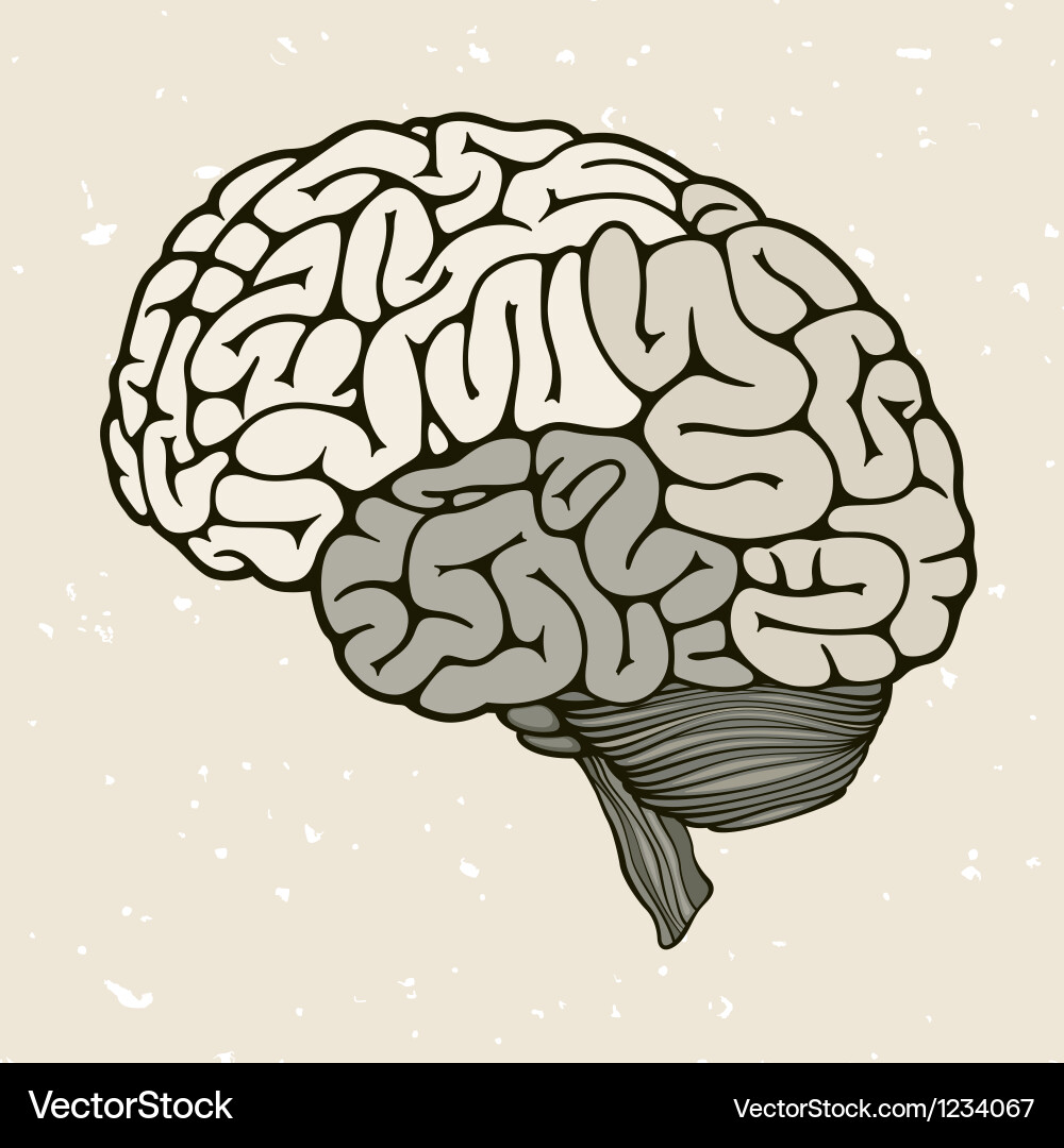 Human brain Royalty Free Vector Image - VectorStock