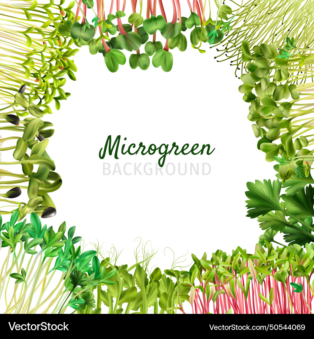 Healthy nutrition microgreens frame Royalty Free Vector