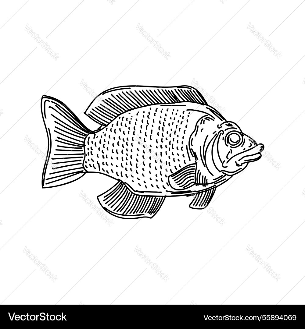 Perch fish hand drawing Royalty Free Vector Image