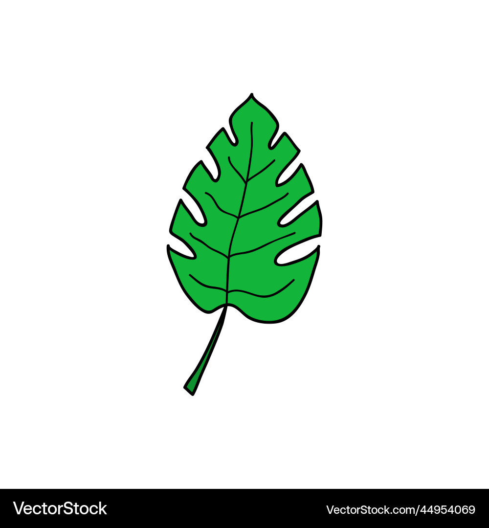 Tropical Monstera Doodle Royalty Free Vector Image