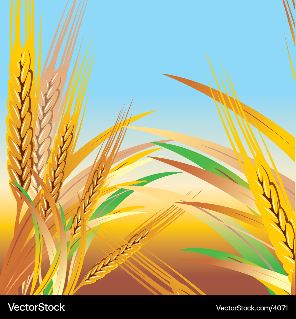 Golden Wheat Field Royalty Free Vector Image - VectorStock