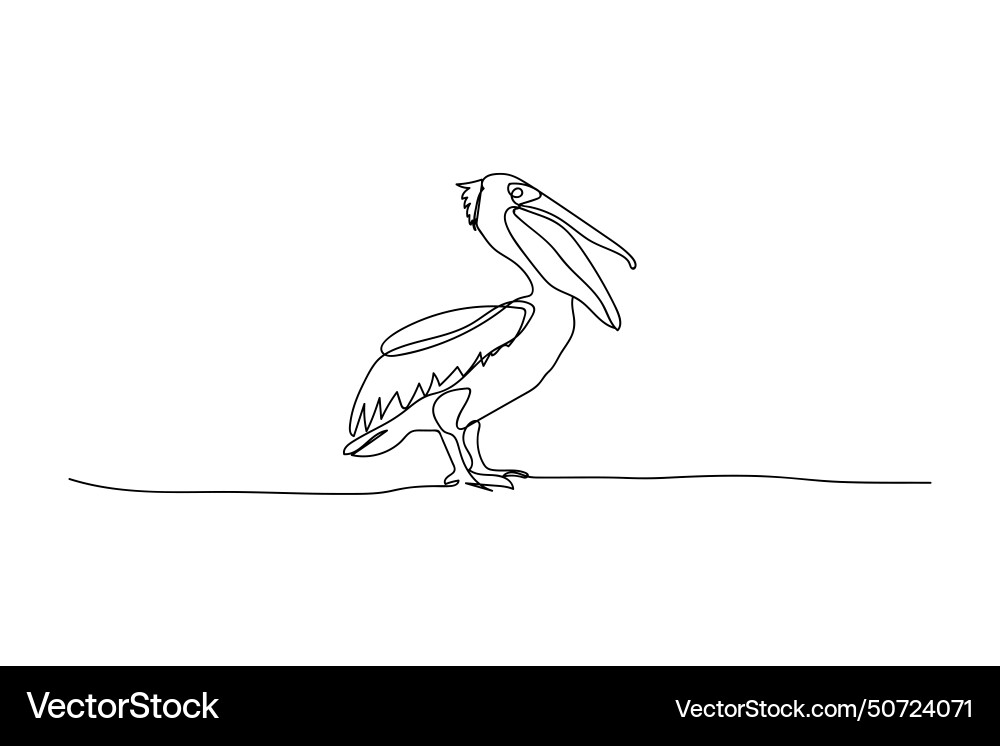 Pelican bird black line drawing one outline Vector Image