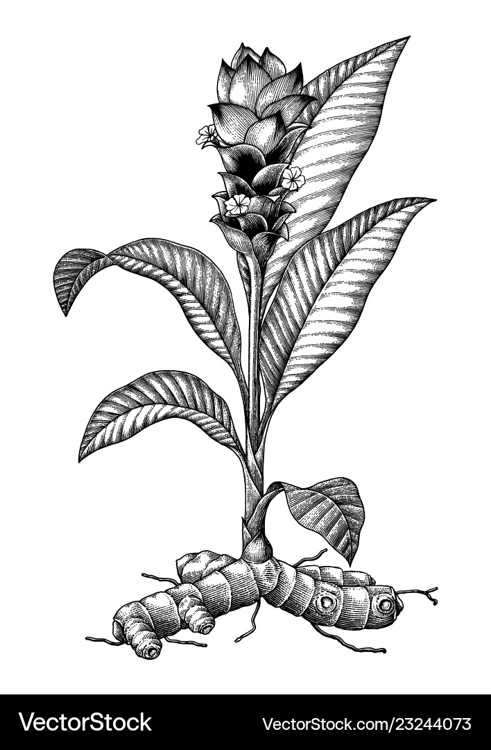 Turmeric Drawing Curcuma Vector Images (over 110)
